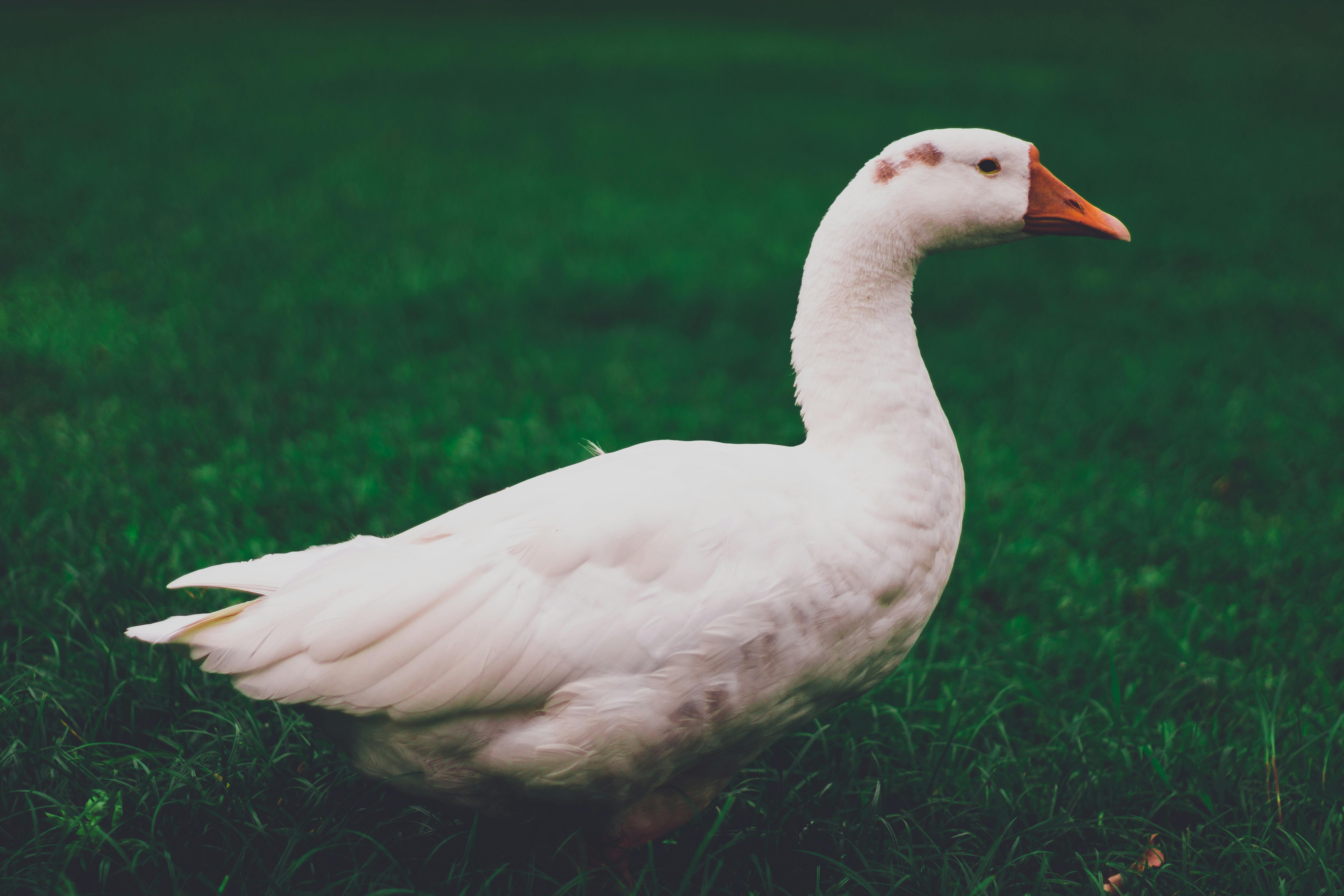 Goose feather shuttlecocks – SP x SPORT